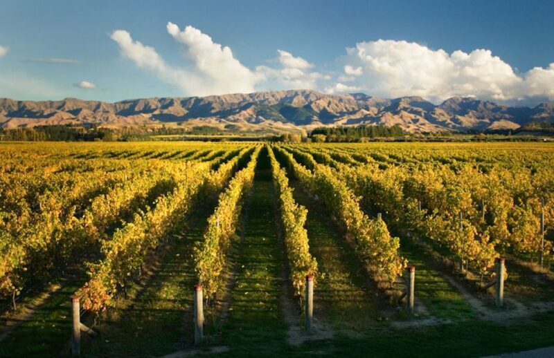 Marlborough: Wineries Visit and Tasting Session - The Sum Up: Is It Worth It?
