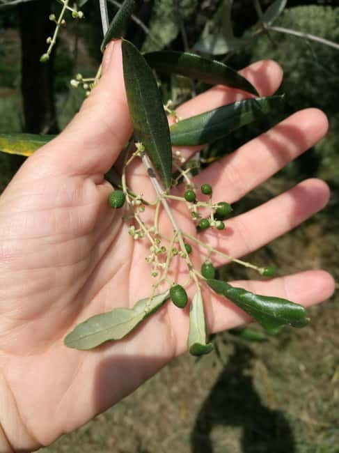Marliana: Tuscan Olive Oil Tour with Dinner - Key Points