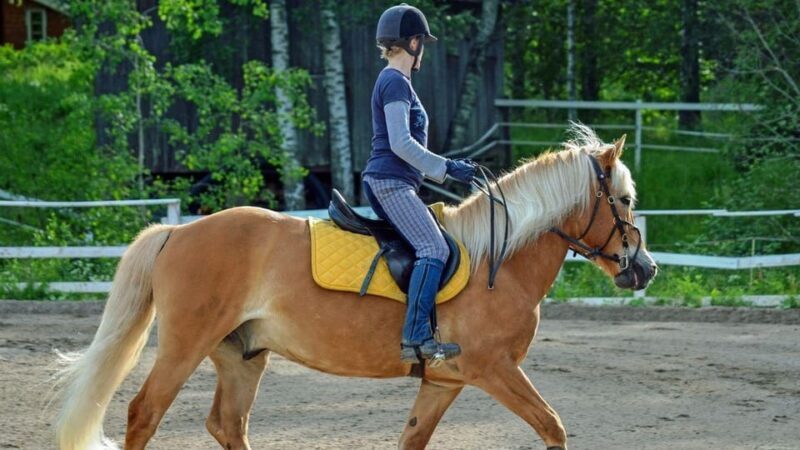 Marmaris Horse Safari - Introducing the Marmaris Horse Safari Experience
