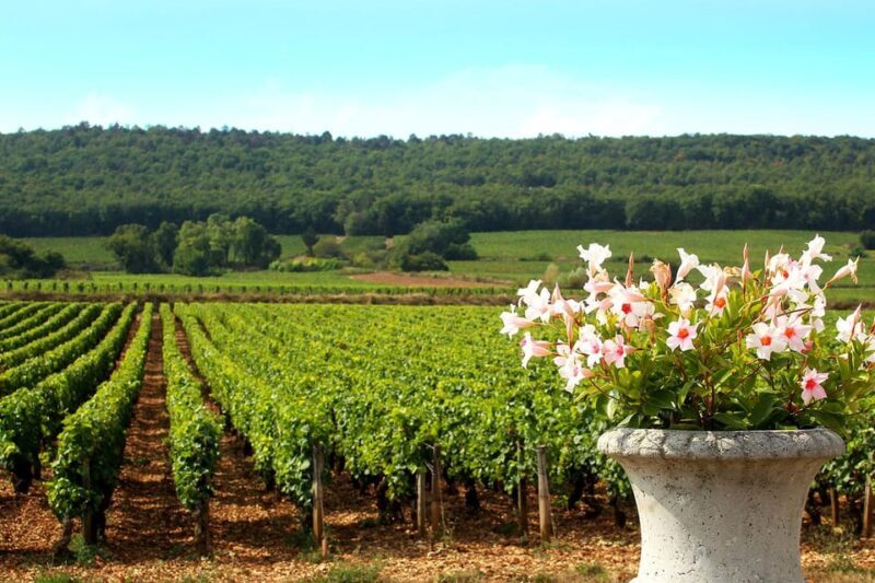Marne: Champagne Region Private Day Tour with Lunch - Introduction