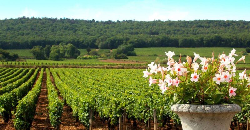 Marne: Champagne Region Private Day Tour with Lunch - Visiting a Champagne House in Epernay