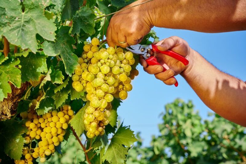 Marsala: Florio Winery Tour with Food-Paired Wine Tastings - Final Thoughts