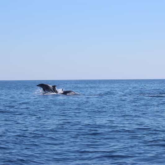 Marsaskala: Dolphin Watching Boat Tour - A Detailed Look at the Marsaskala Dolphin Watching Tour