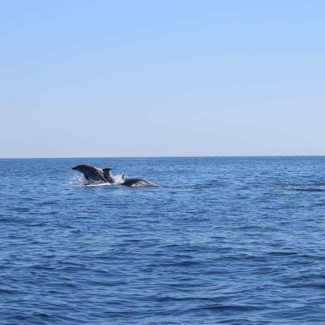 Marsaskala: Dolphin Watching Boat Tour - Is It Worth It? Analyzing the Value