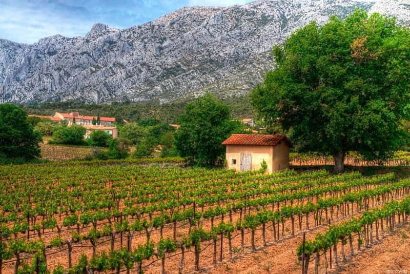 Marseille Vieux Port & Wine Tasting - Private Tour - Who Will Love This Tour?