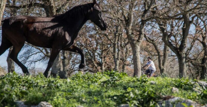 Martina Franca e-bike tour and visit to a breeding - Visits to Farms and Animal Encounters