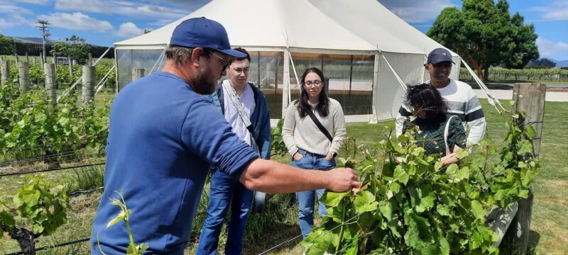 Martinborough Wine and Food Tour with Lunch from Wellington - Reviews and Authentic Perspectives