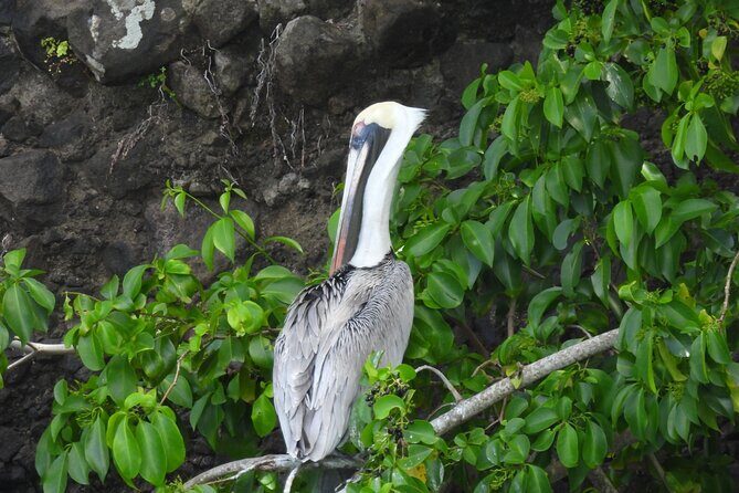 Martinique : Anse Coralienne & Tortues - Introduction: What to Expect from This Tour