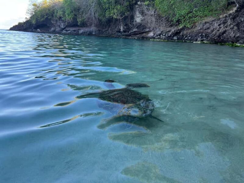 Martinique: Cruise and Snorkel with Turtles, Fish, and Corals - An Authentic and Scenic Introduction to Martinique’s South Coast