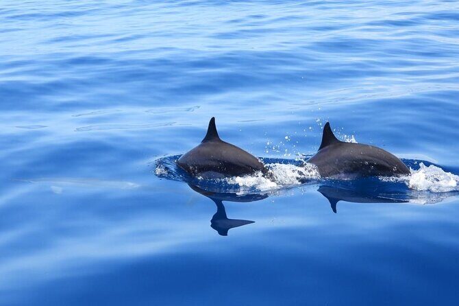 Martinique : Observation des dauphins et snorkeling - Key Points