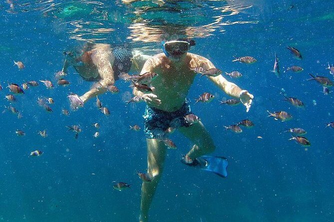 Martinique : Observation des dauphins et snorkeling - Who Will Love This Tour?