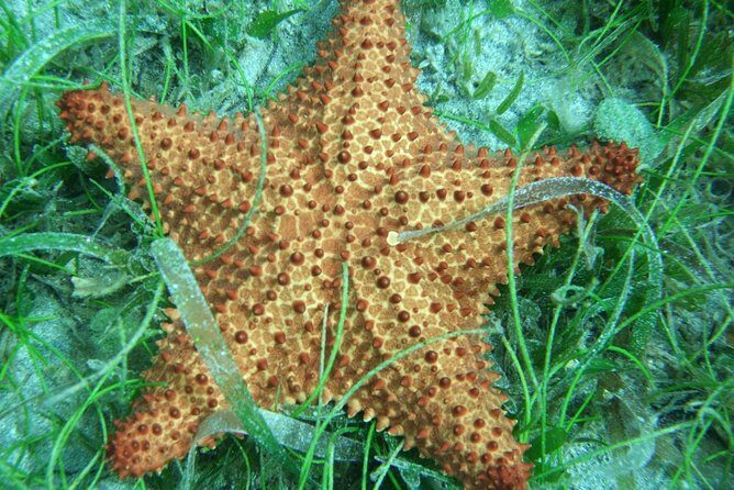 Martinique South Island Private Tour - Key Points