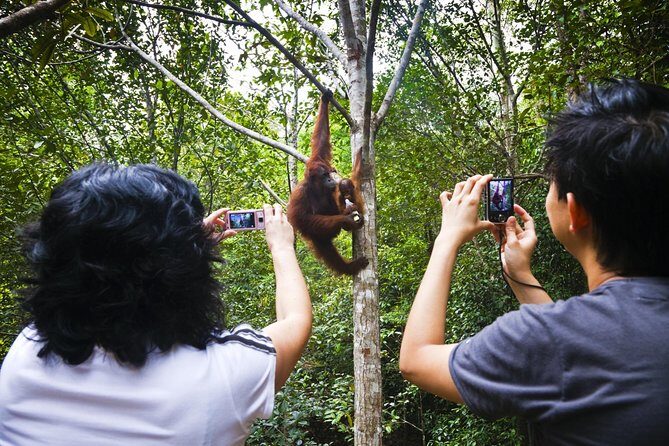 Marvellous Creature Orangutan : Sarawak Semenggoh Wildlife Centre Tour - Key Points