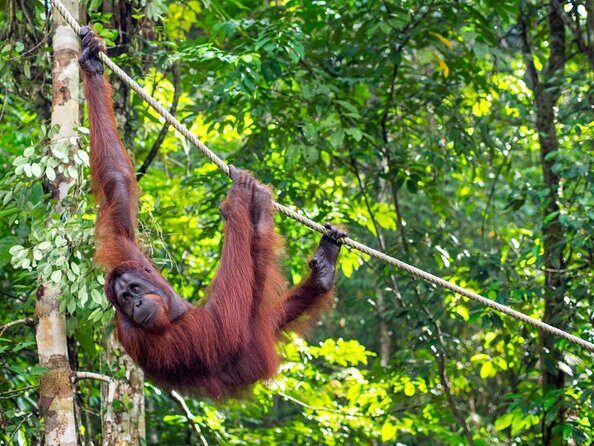 Marvellous Creature Orangutan : Sarawak Semenggoh Wildlife Centre Tour - The Experience: What You Can Expect from the Tour