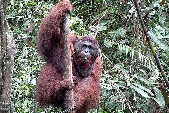 Marvellous Creature Orangutan : Sarawak Semenggoh Wildlife Centre Tour - Who Will Love This Tour?