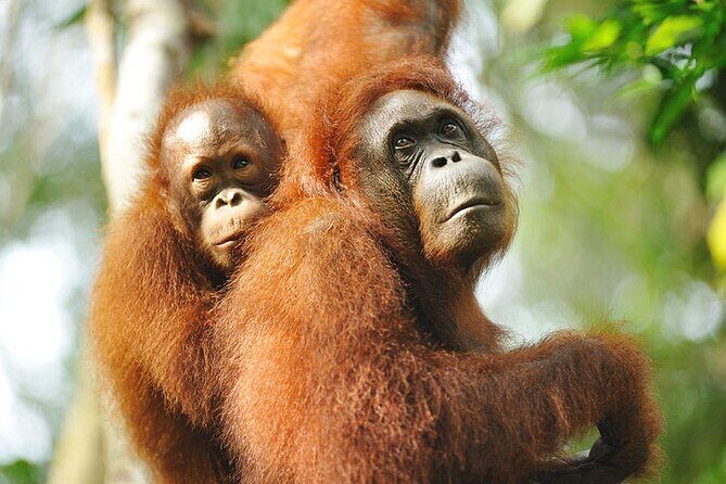 Marvellous Creature Orangutan : Sarawak Semenggoh Wildlife Centre Tour - FAQ: Practical Questions Answered