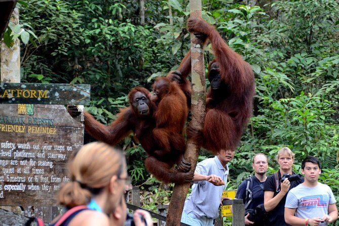 Marvellous Creature Orangutan : Sarawak Semenggoh Wildlife Centre Tour - Final impression