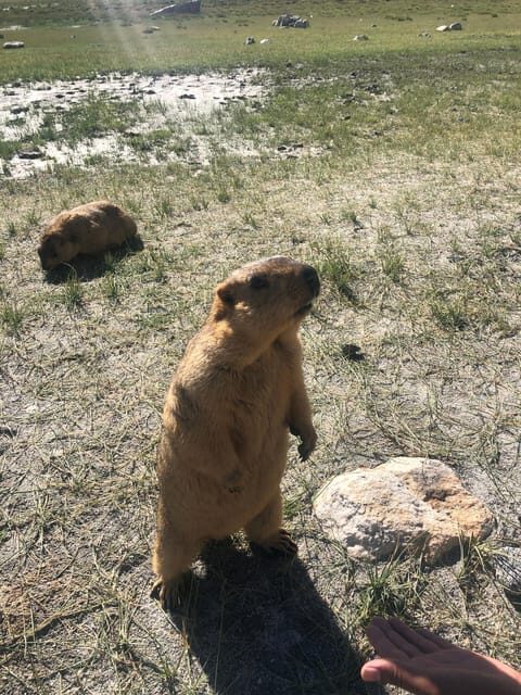 Marvels of Ladakh: Leh to Alchi, Likir and Lamayuru in a Day - A Closer Look at Itinerary and Highlights