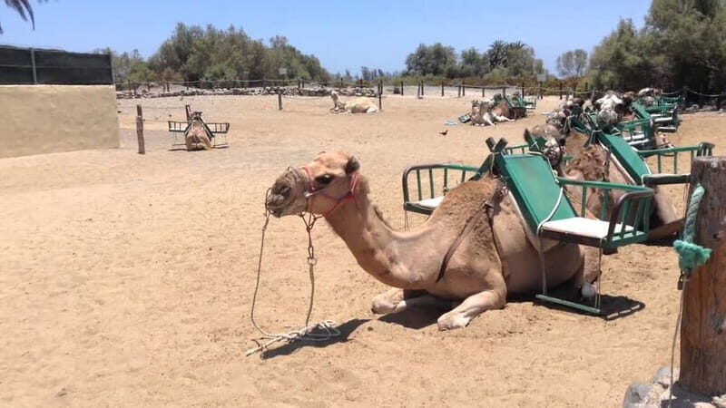Maspalomas: 2-Seater E-Scooter Dunes Tour with Camel - Exploring Maspalomas: The 2-Seater E-Scooter Dunes Tour with Camel