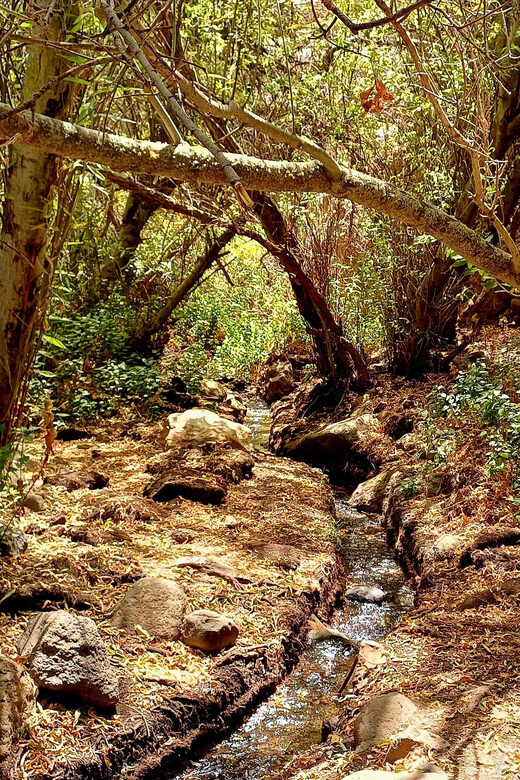 Maspalomas: Barranco de los Cernicalos Rainforest Hike - Lunch and Snacks