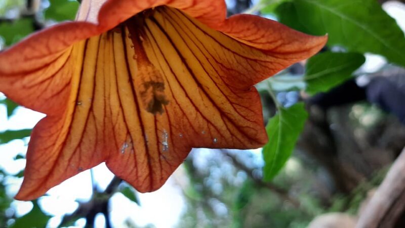 Maspalomas: Barranco de los Cernicalos Rainforest Hike - Transportation & Logistics