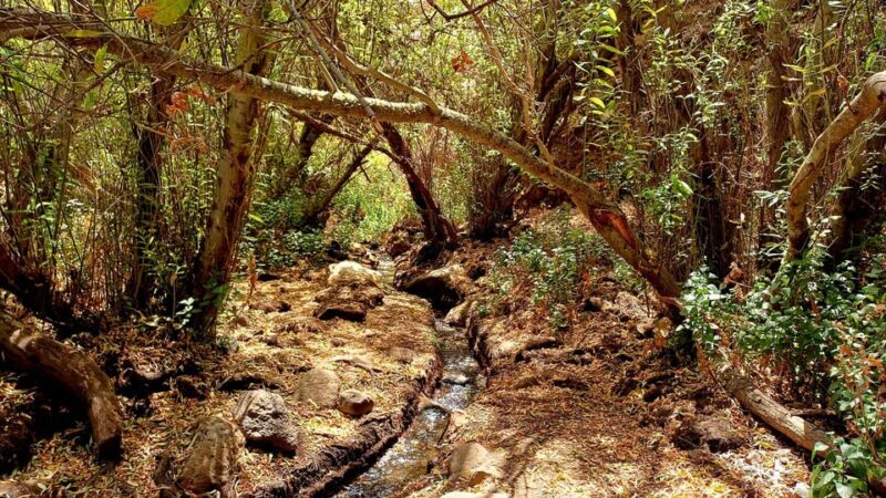 Maspalomas: Barranco de los Cernicalos Rainforest Hike - Authentic Local Experience