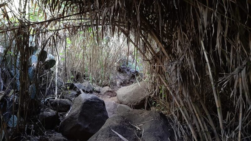 Maspalomas: Barranco de los Cernicalos Rainforest Hike - Who Should Consider This Tour?