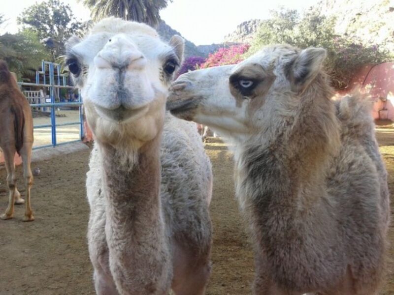 Maspalomas: Guided Camel Ride in the Maspalomas Sand Dunes - Key Points