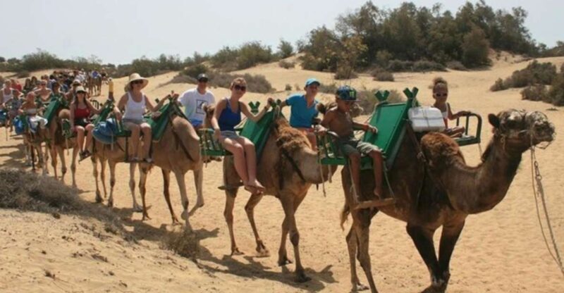 Maspalomas: Guided Camel Ride in the Maspalomas Sand Dunes - The Sum Up