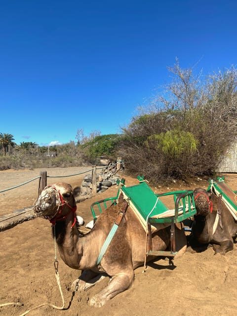 Maspalomas: Guided Camel Ride in the Maspalomas Sand Dunes - FAQ