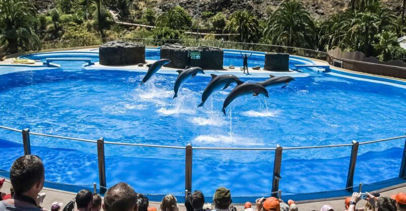 Maspalomas: Palmitos Park Ticket with Dolphin and Bird Shows - The Sum Up