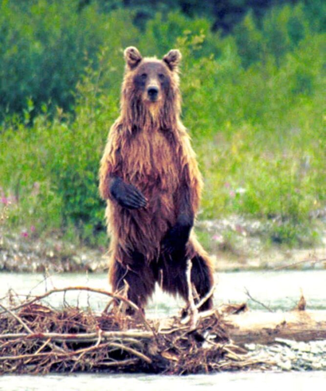 Matanuska River Scenic Float - The Sum Up