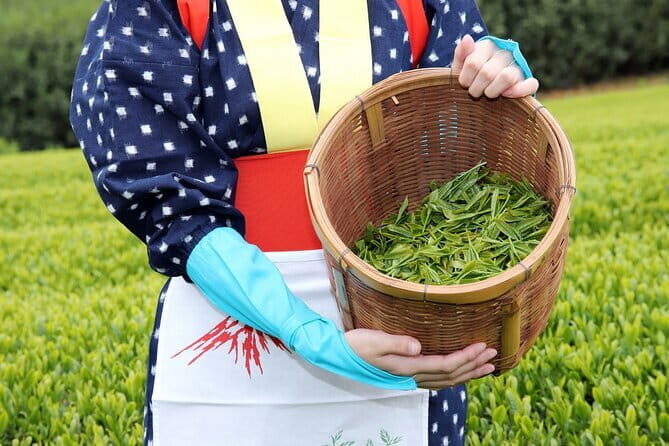 Matcha, Confections, and Traditions in Nishio From Nagoya - Key Points