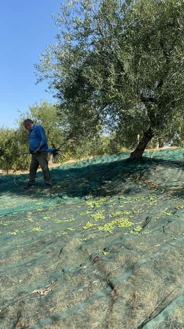 Matera: Olive harvest with brunch and visit to the mill - Key Points