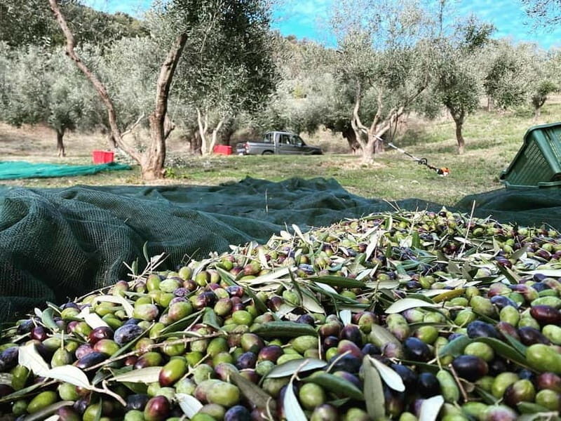 Matera: Olive harvest with brunch and visit to the mill - An In-Depth Look at the Olive Harvest Experience