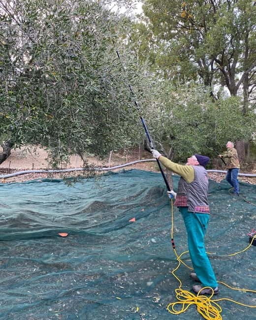 Matera: Olive harvest with brunch and visit to the mill - Frequently Asked Questions
