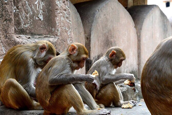 Mathura Excursion from Agra - What Youll Gain from This Tour