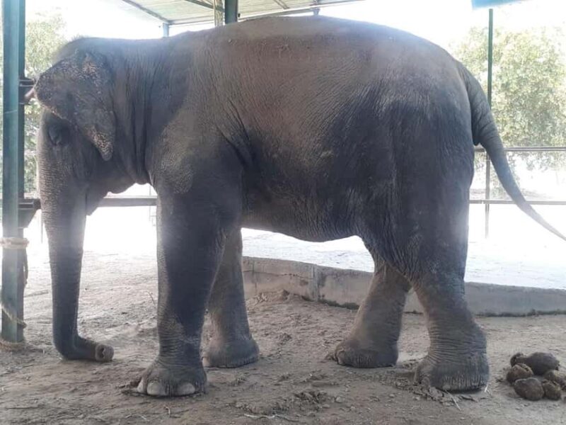 Mathura in a Day: Spiritual Temples & SOS Animal Rescue Tour - Frequently Asked Questions