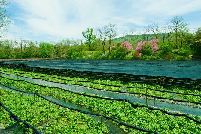 Matsumoto Everything Tour: Castle, Miso, Wasabi, Wine & Ukiyo-e - A Closer Look at the Itinerary