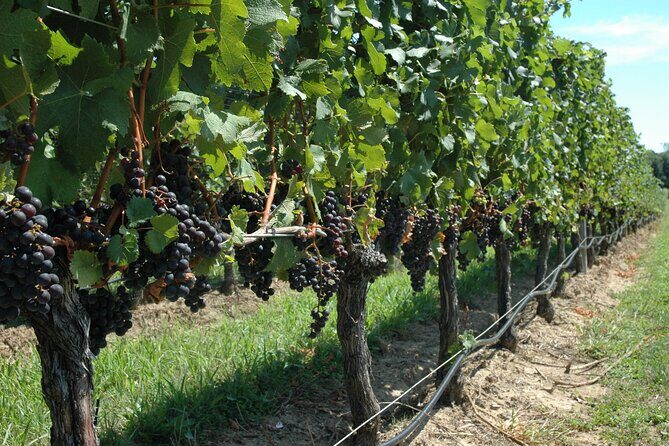 Mattituck New York Guided Farm and Wine Country Bike Tour - The Post-Tour Experience