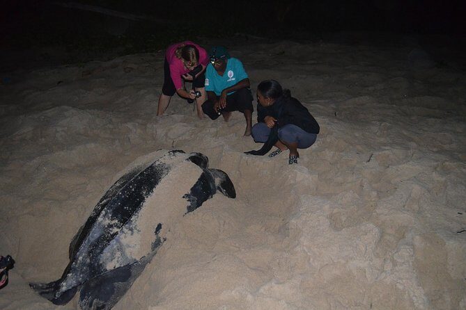 Matura Beach Turtle-Watching Experience - The Value of This Experience