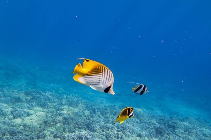 Maui: 3.5-Hour Molokini Snorkel Experience - Analyzing the Cost & Overall Value
