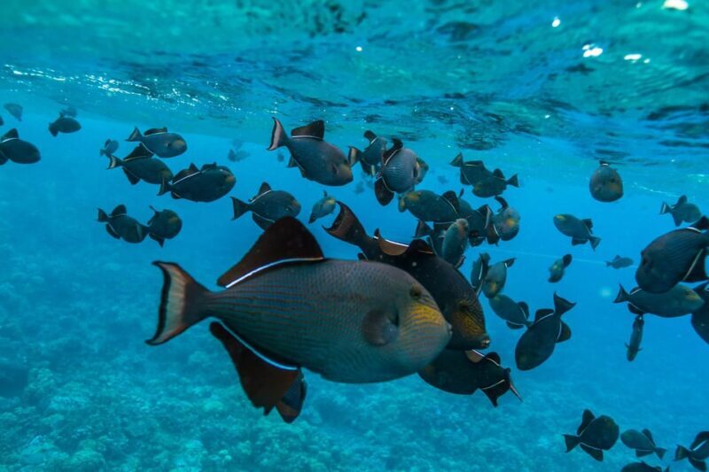 Maui: 3.5-Hour Molokini Snorkel Experience - Who Will Appreciate This Tour Most?