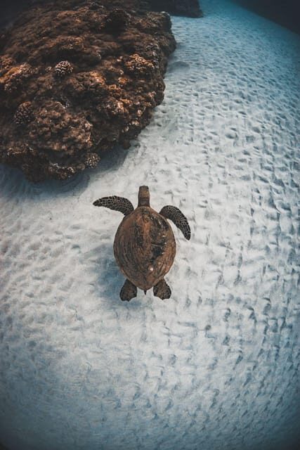 Maui: Alii Nui Turtles & Tacos Snorkel - Who Will Love This Tour?