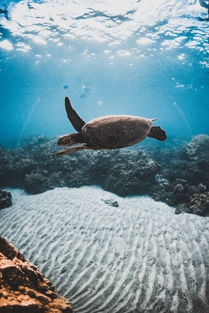 Maui: Alii Nui Turtles & Tacos Snorkel - The Sum Up