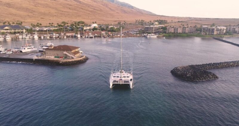 Maui: Alii Nui Whale Watch & Catamaran Sail - Introduction: Why Choose the Alii Nui Whale Watch & Catamaran Sail