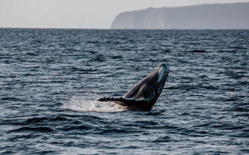 Maui: Alii Nui Whale Watch & Catamaran Sail - Value and Practical Considerations