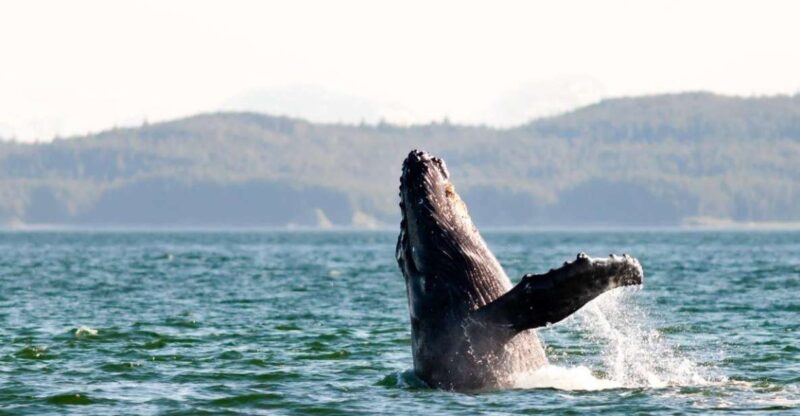 Maui: Alii Nui Whale Watch & Catamaran Sail - The Sum Up: Is It Worth It?