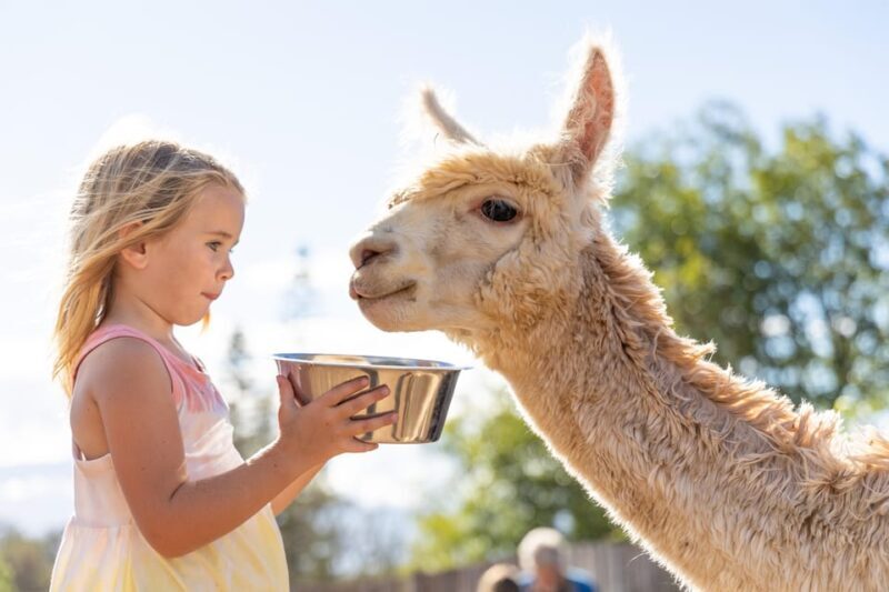 Maui: Alpaca Farm Visit with Hands-On Activities - Introduction