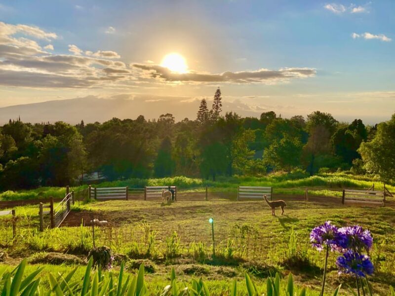 Maui: Alpaca Farm Visit with Hands-On Activities - Key Points